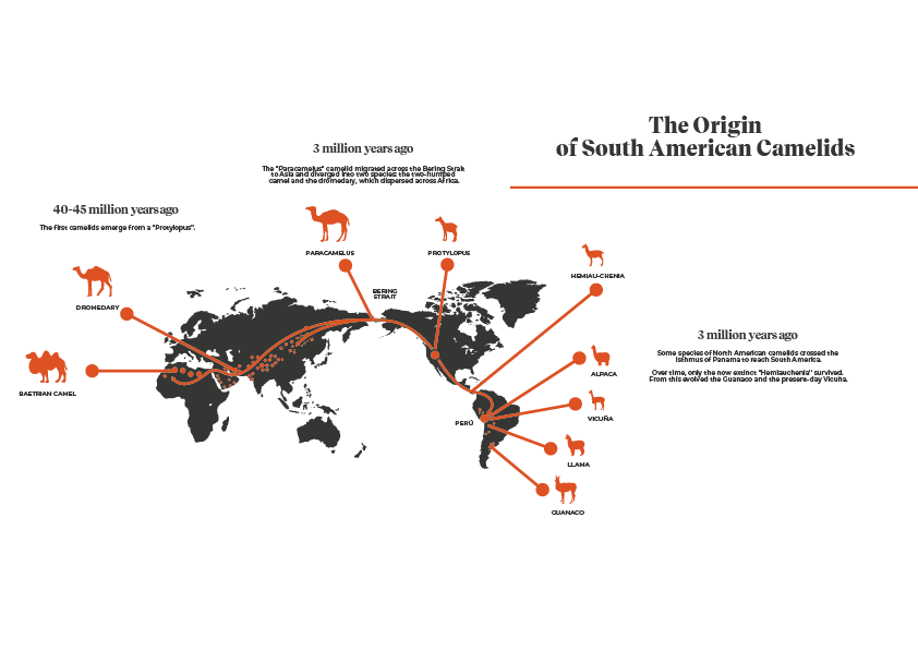 Origin of the Alpaca